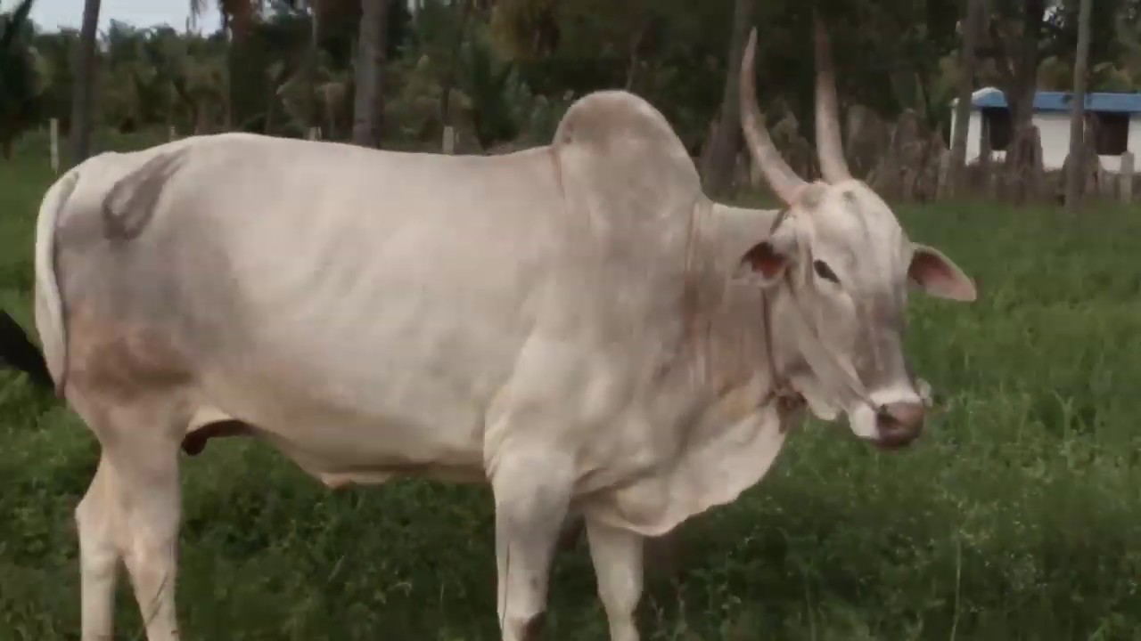 Hallikar bulls basava pairs - YouTube
