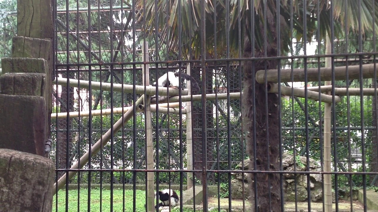 Parco delle Cornelle (zoo) - YouTube