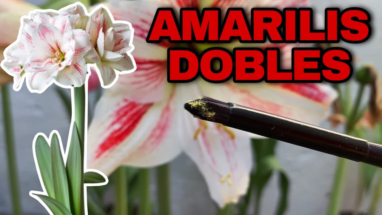 COMO HACER AMARILIS o AZUCENAS DOBLES (Hippeastrum amaryllis) - YouTube