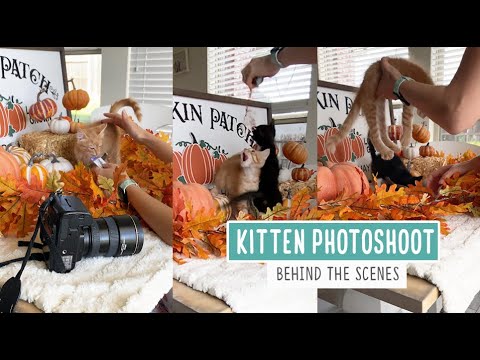 Kitten Photoshoot -- Behind the Scenes - YouTube