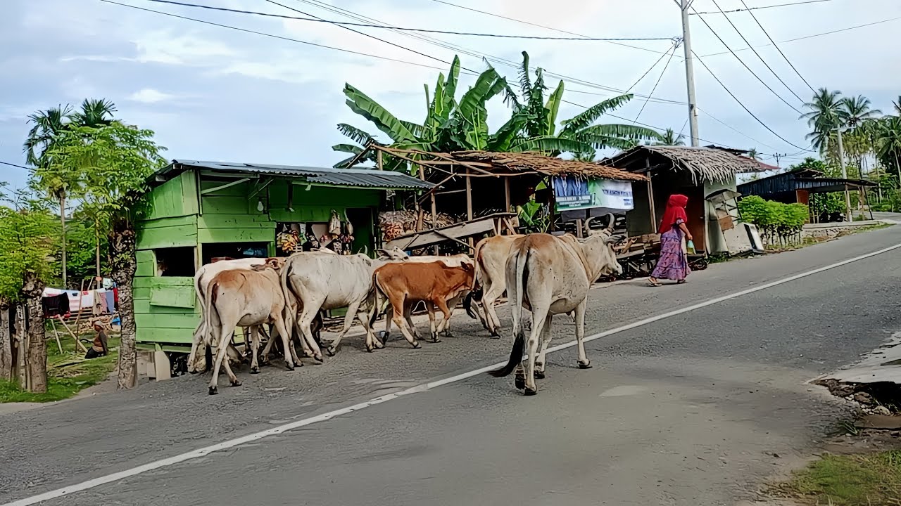 a group of simental cows and their seeds on the road - YouTube