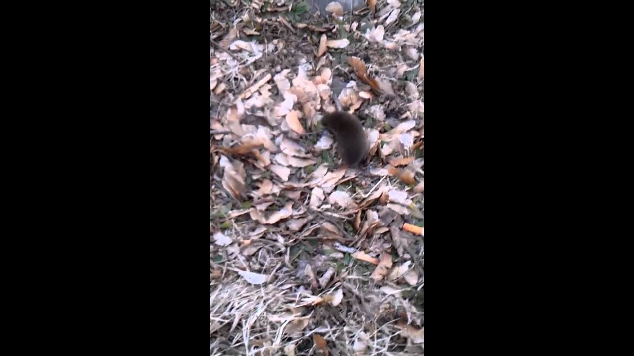 Rabid mole - YouTube