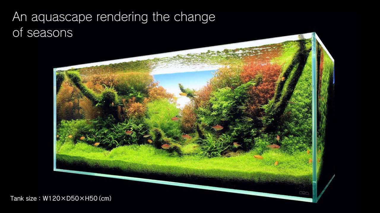 [ADAview] An aquascape rendering the change of seasons - YouTube