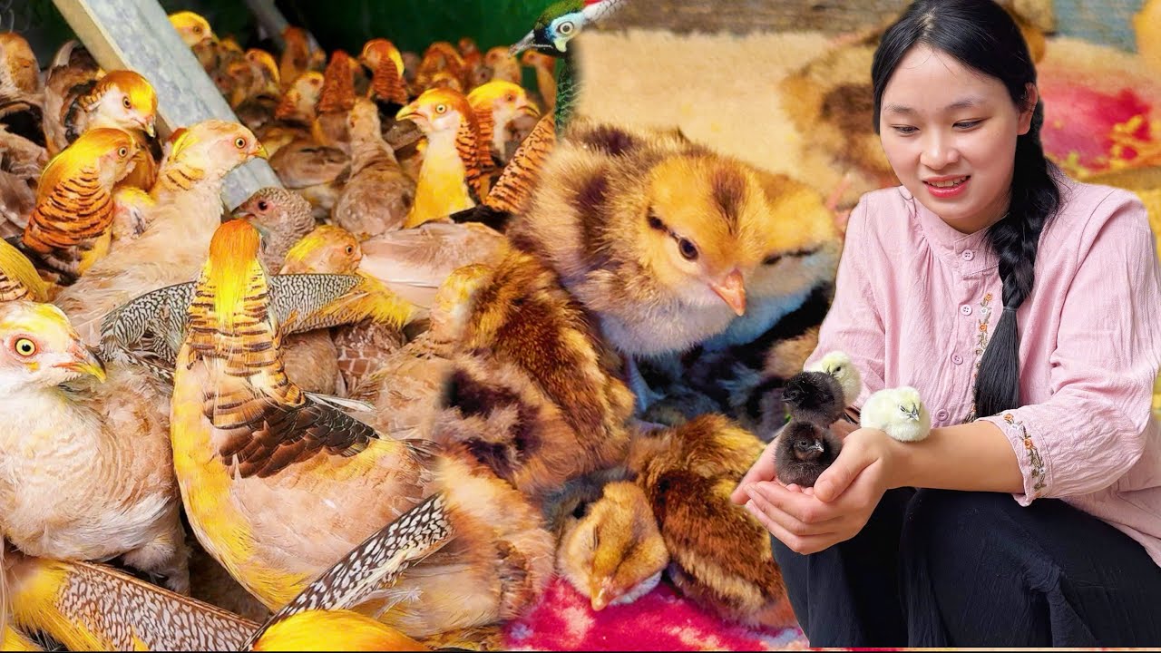 Rural Life Nurturing New Life from Newly Hatched Chicks | bird farm ...