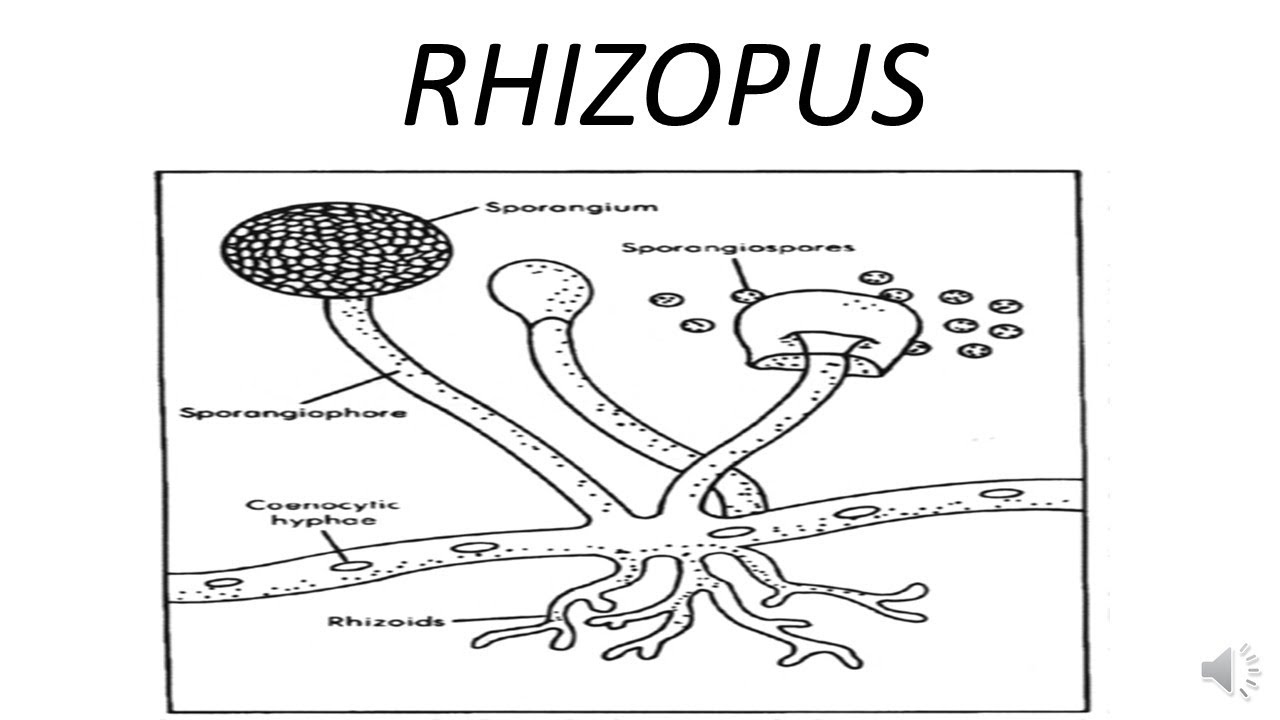 Rhizopus - YouTube