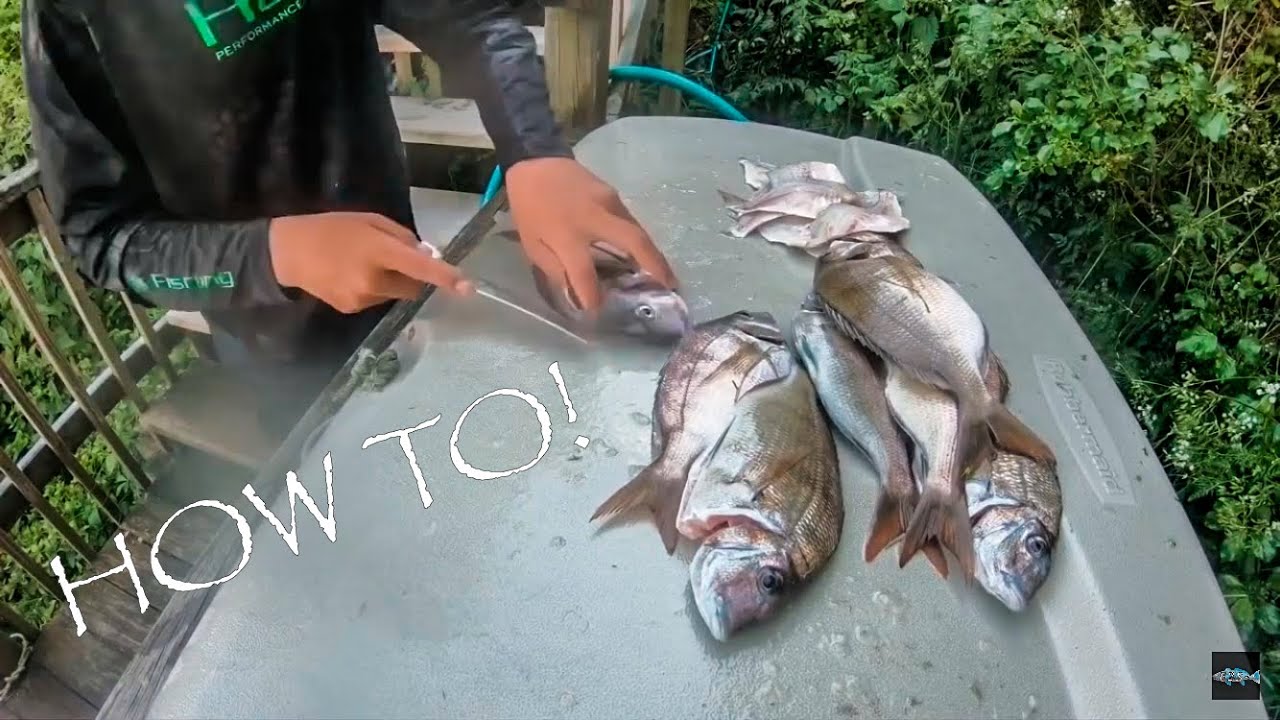 Cleaning Scup And Bluefish!!- Pt.2- Rhode Island Fishing - YouTube