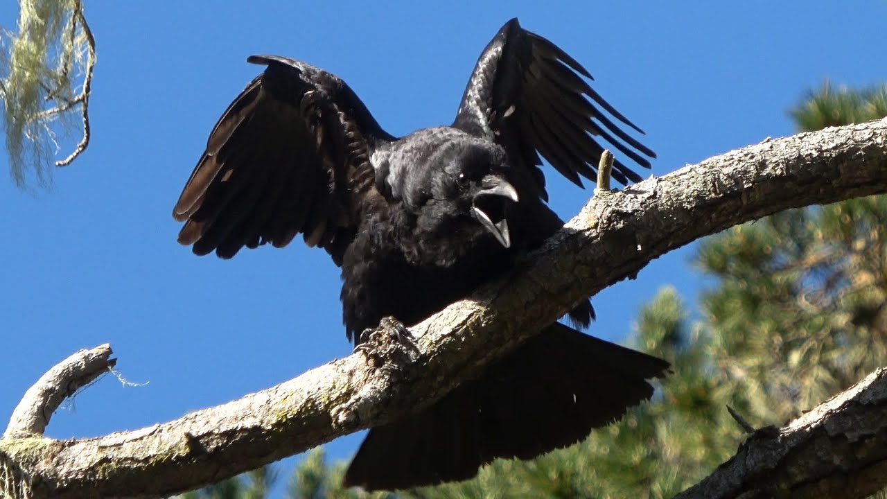 Aggressive Mobbing Call of an American Crow in Del Monte Forest - YouTube