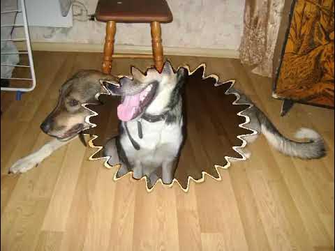 Шварц - YouTube