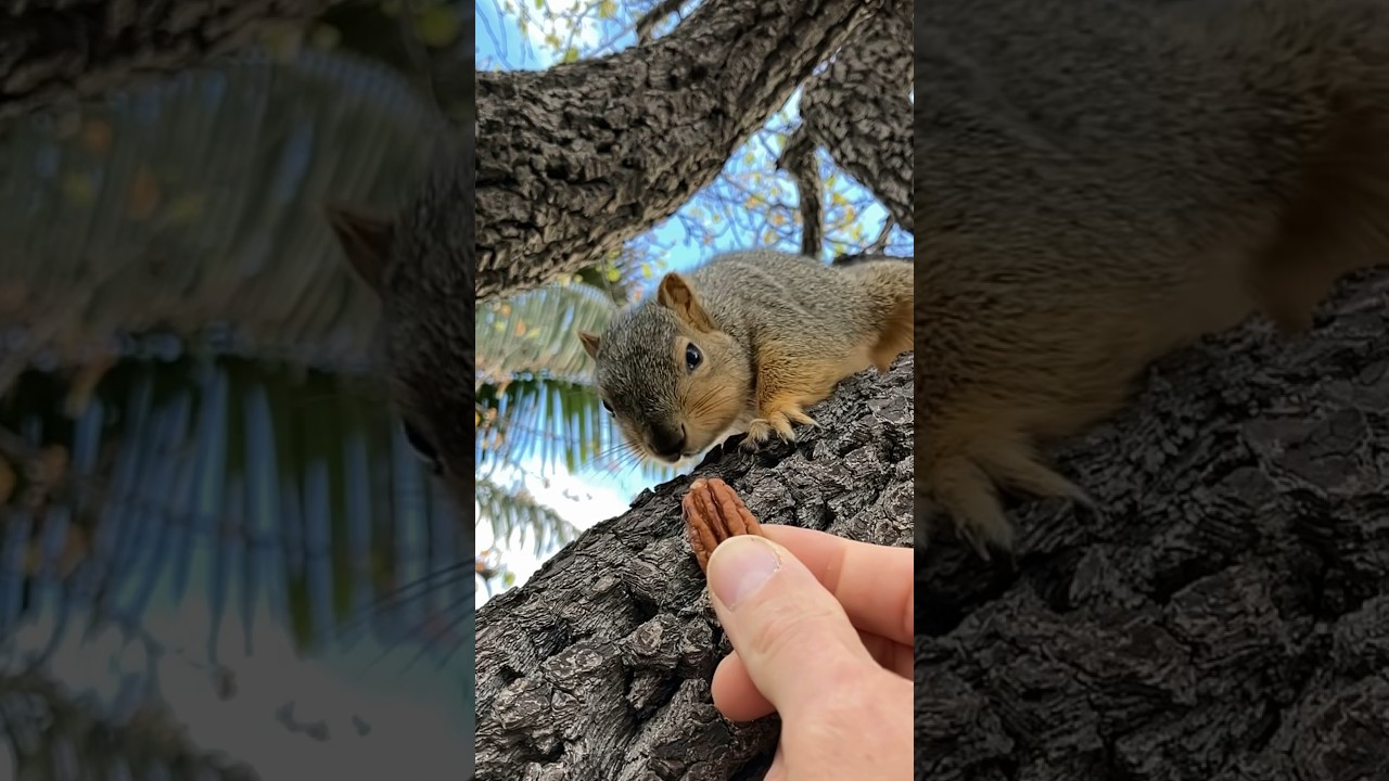 Slow motion the Rough New Squirrel #squirrel #quick #fast #animals #comparison #challenge #4k # ...