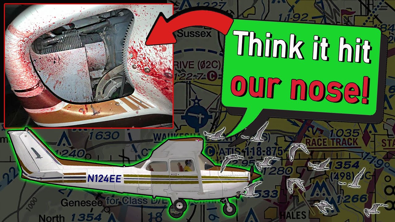 Cessna C172 | BIRD STRIKE ON THE NOSE | Emergency Landing - YouTube