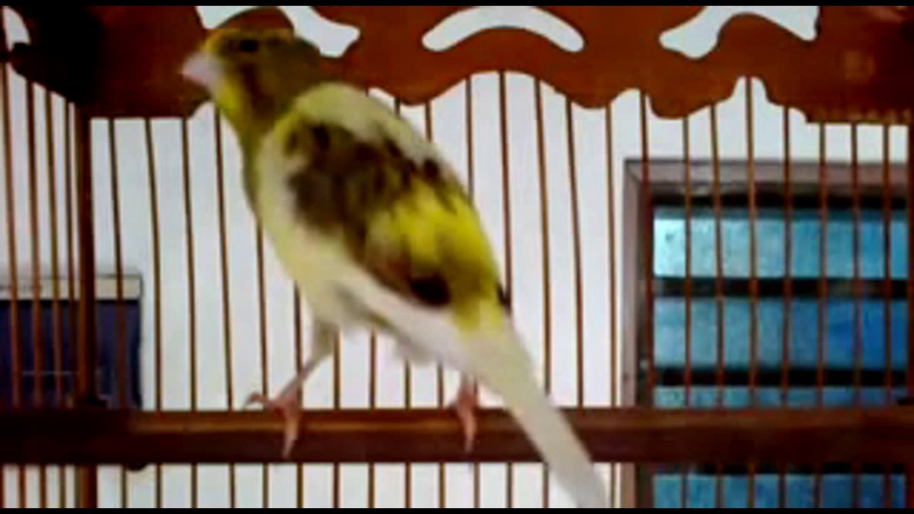 Kenari gacor romeo - YouTube