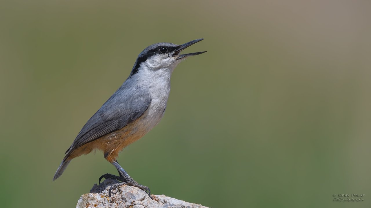KAYA SIVACISI / Western Rock Nuthatch / Sitta neumayer - YouTube
