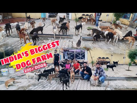 India's Biggest Dog Farm | Dog Shelter