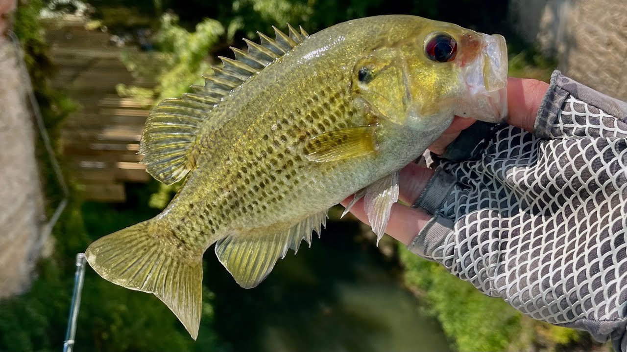 URBAN FISHING! Ended up catching some in the center of town! - YouTube