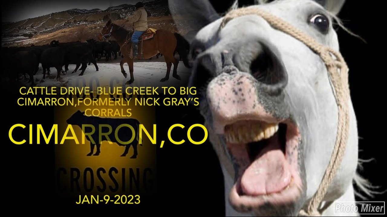 Colorado Cattle Drive, Blue Creek to Big Cimarron in Cimarron CO 1/9/23 ...