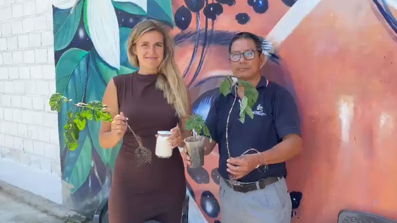 Jergón sacha, planta amazónica con propiedades curativas y preventivas ...