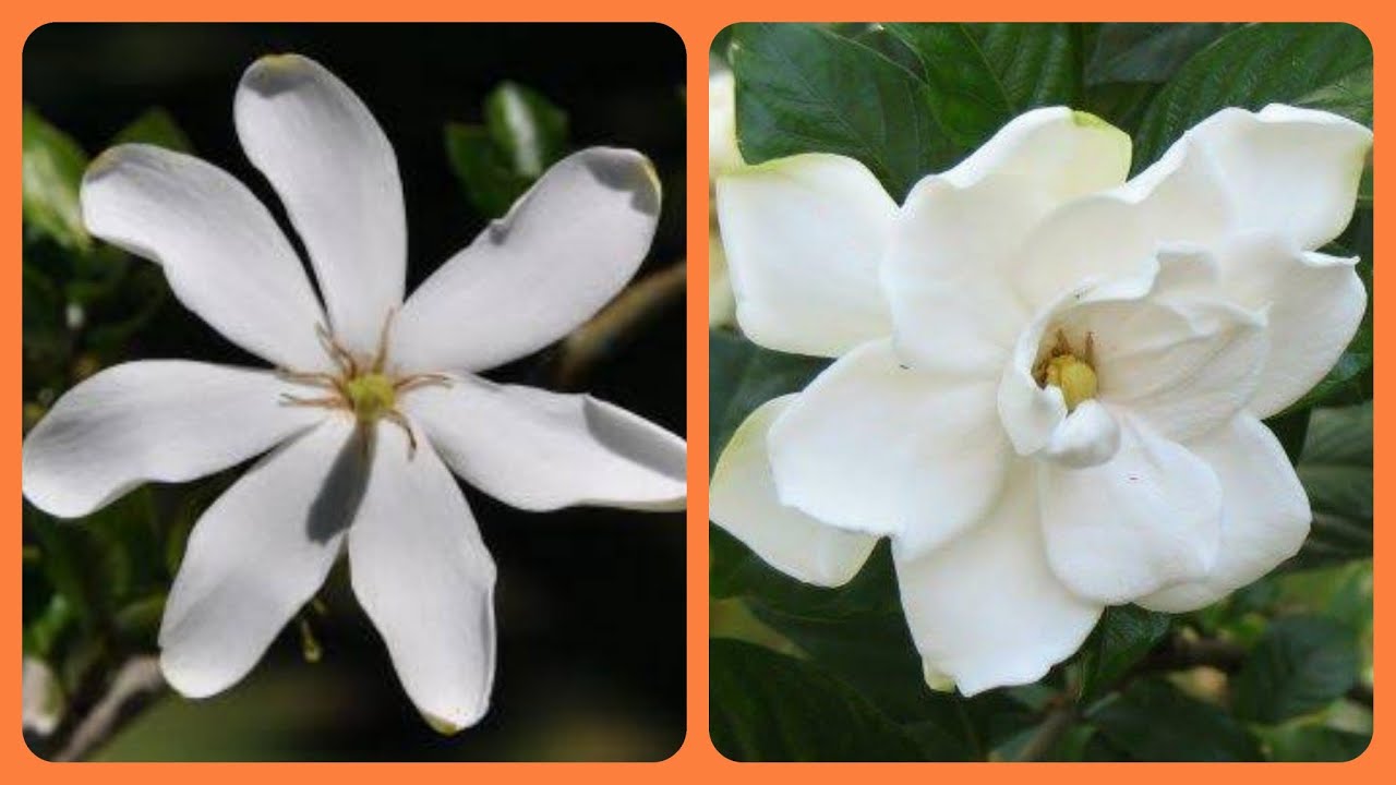 470.Sugandhraj ki dekhbhaal kaise kare/Gardenia plant care🌼🌳🌼 - YouTube