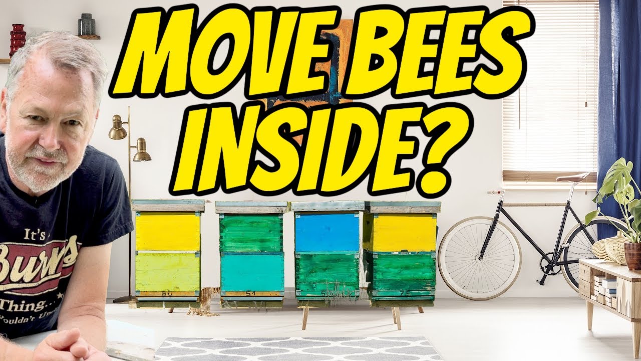 Beekeeping | Moving Bees Inside: Good or Bad Ideal? - YouTube