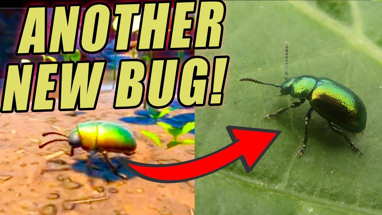 ANOTHER New BUG Announcement For The New Grounded Update | New 2022 ...