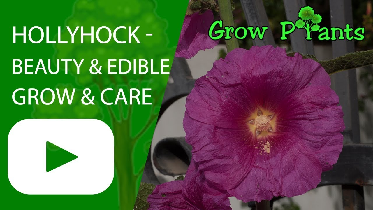 Hollyhock - Beautiful & Edible ( learn to grow & care) - YouTube