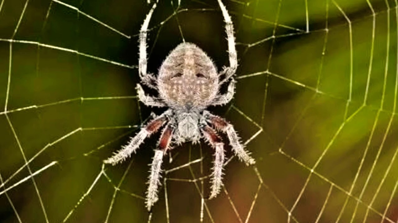 Spider web 🕸// Learn more about spiderweb// - YouTube