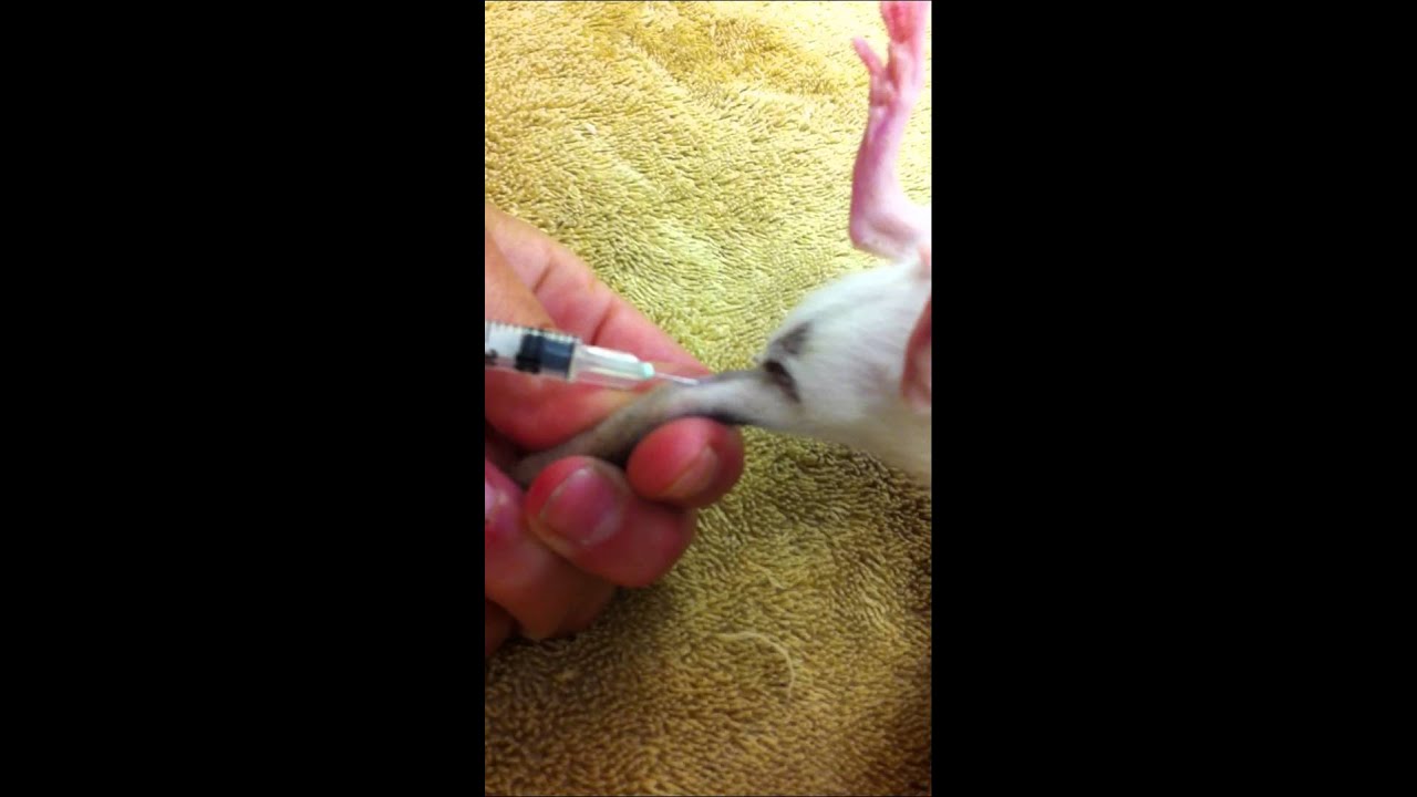 Venipuncture on a rat - YouTube