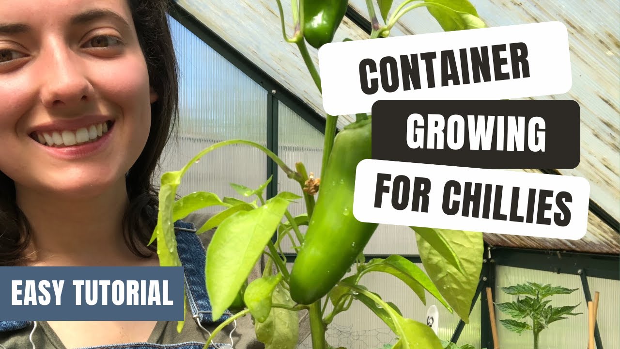 How To Grow Chillies In Containers - 1 Minute Guide - YouTube