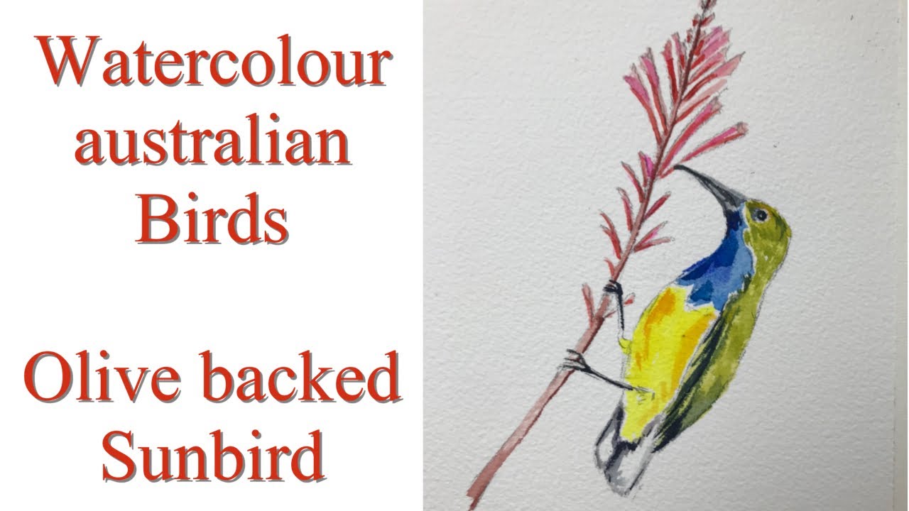 Watercolour Australian birds , olive backed sunbird - YouTube