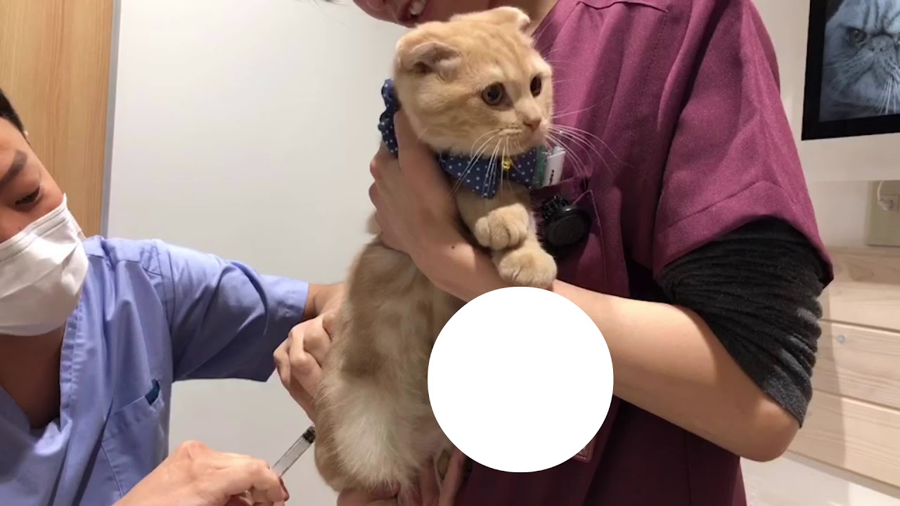 Simba, four months old - YouTube