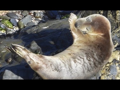 Every Seal Counts; Sue's Iconic Seals - YouTube