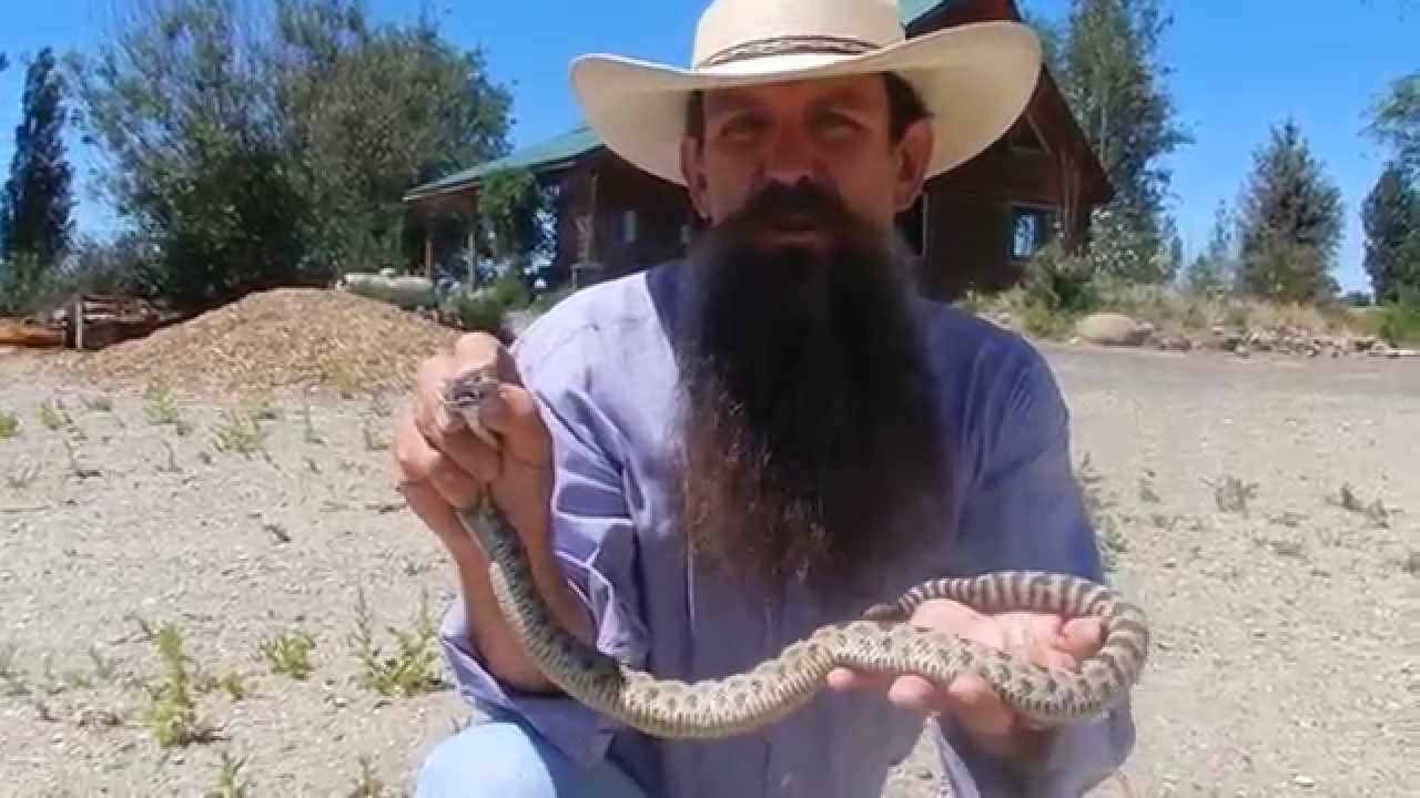 Rattlesnake Basics - YouTube