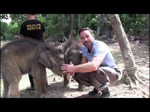 Pygmy Elephants Of Borneo: Conservation Of Endangered Species | NicholasDaines.com