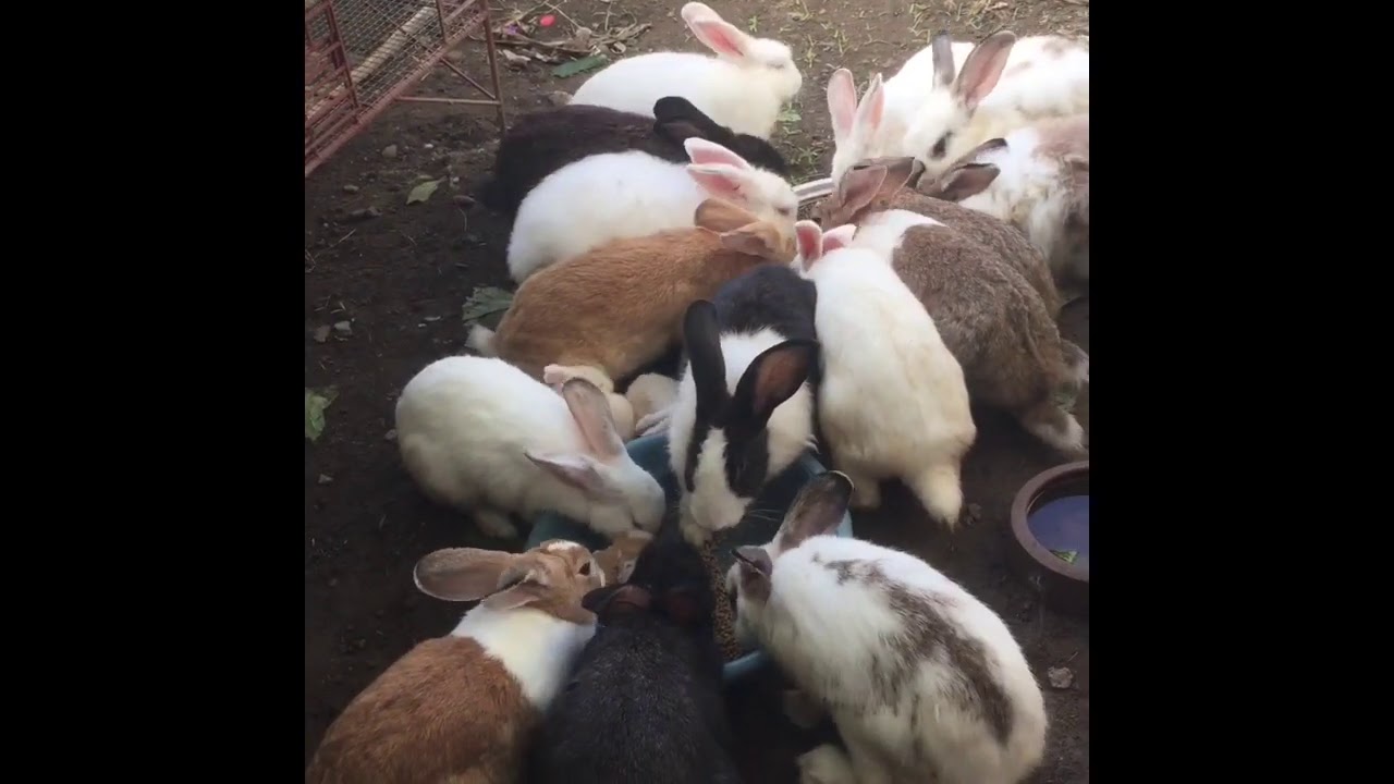 Free Range / Backyard Rabbitry in a Subdivision - YouTube