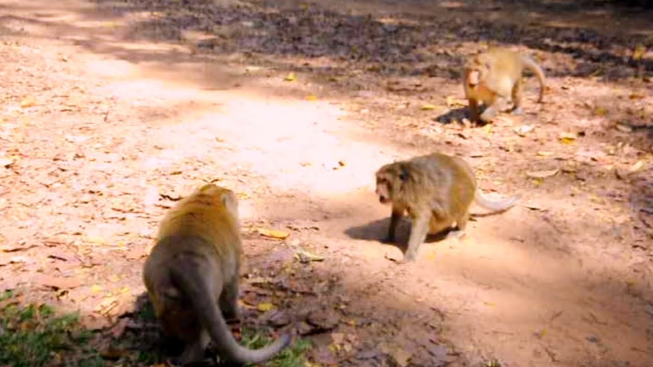 Big monkeys are biting each other - YouTube