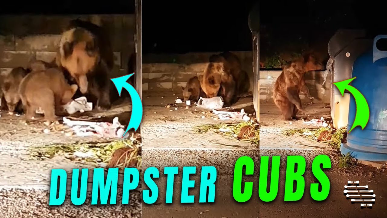 Mama Bear and Cubs Dumpster Diving - YouTube