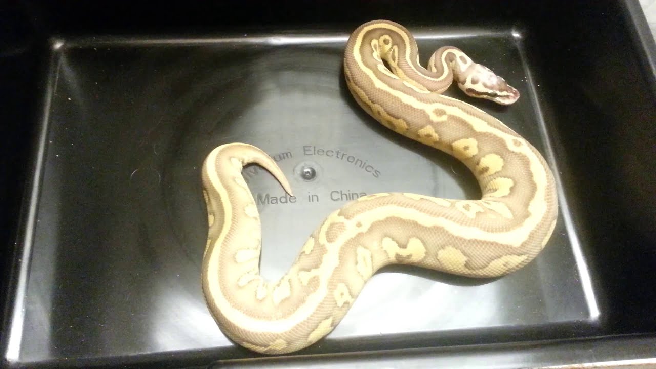 Super pastel lesser leopard ball python - YouTube