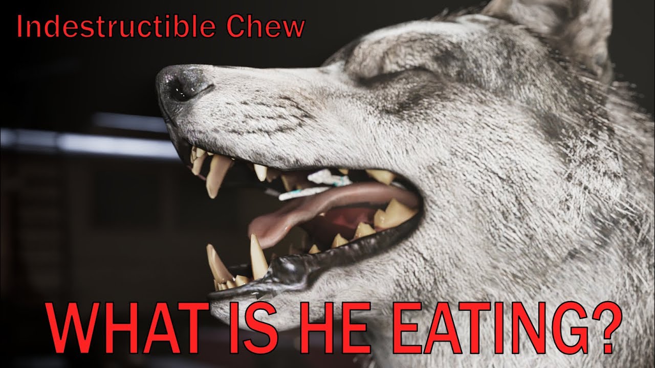 Indestructible Chew - YouTube