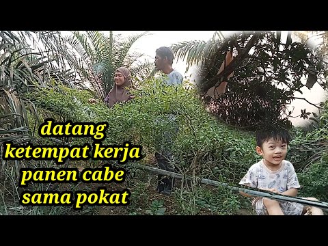 PANEN CABE DAN POKAT DI KEBUN 