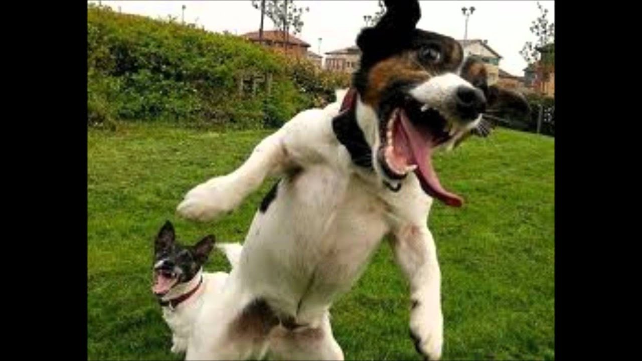 grappig filmpjes - YouTube