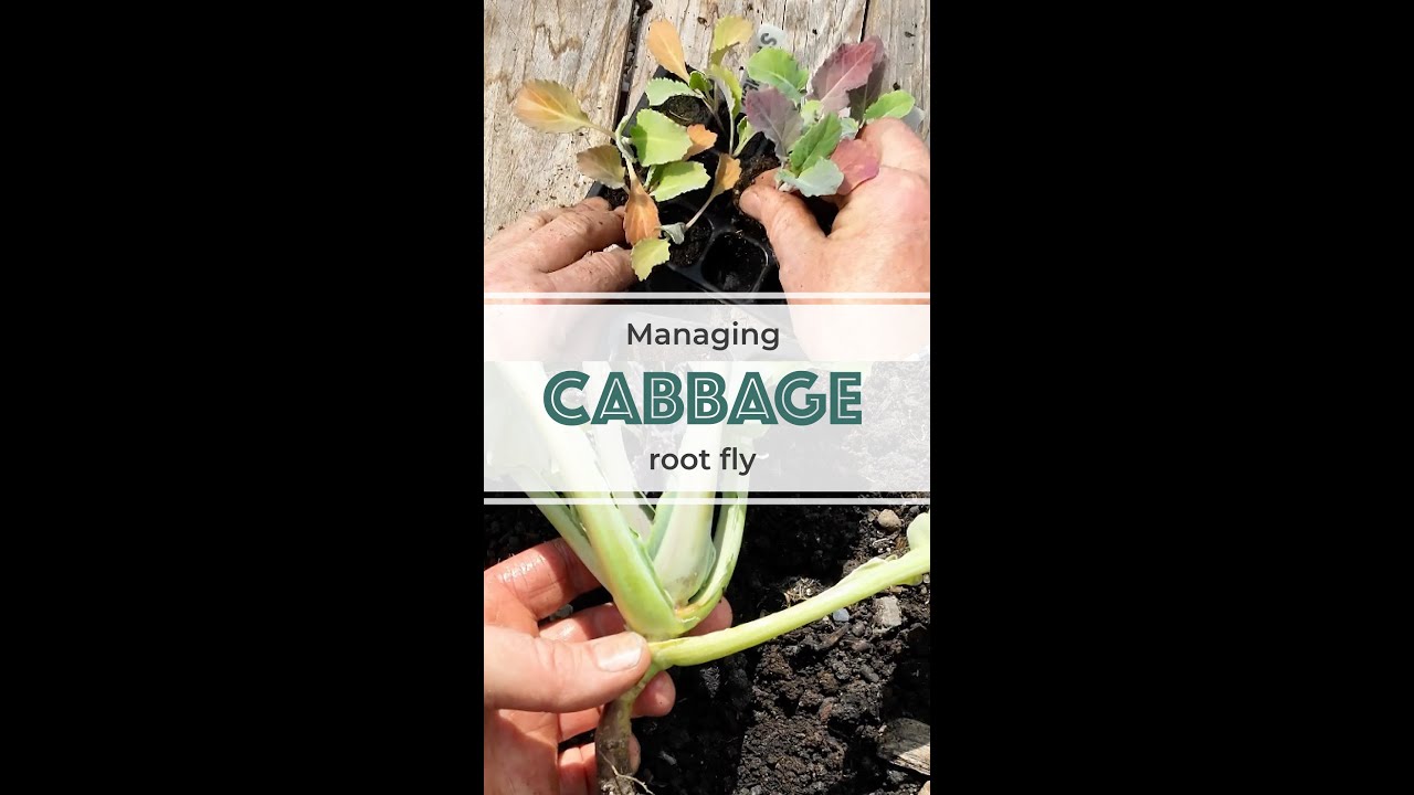 Managing Cabbage Root Fly - YouTube
