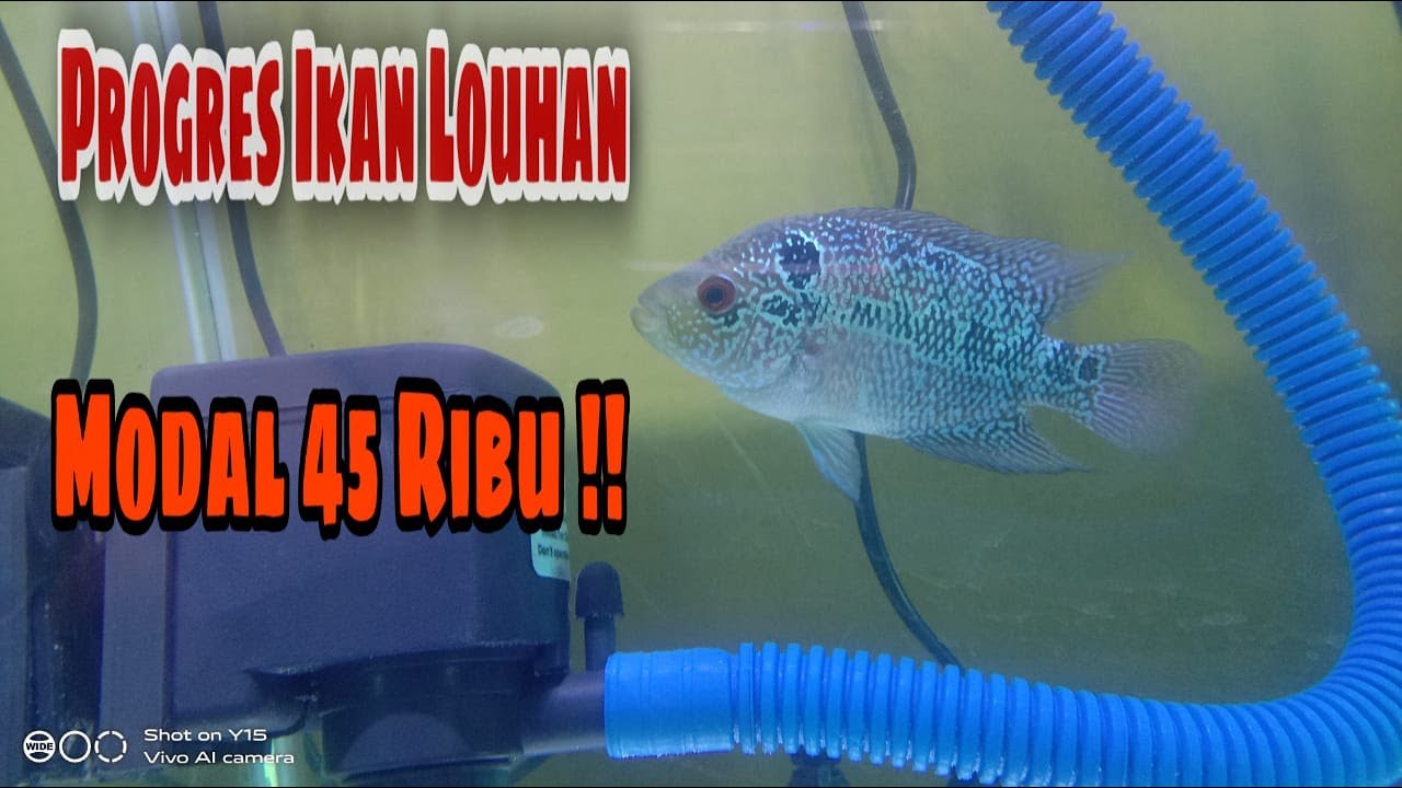 PROGRES IKAN LOUHAN MURAH MERIAH - MODAL 45 RIBU !!! - YouTube