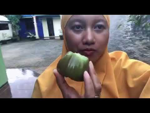 Testy jambu air DERSONO Rasanya krenyess - YouTube