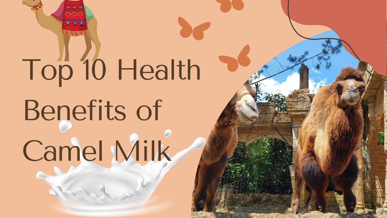 Discover the Top 10 Health Benefits of Camel Milk and How it Can ...