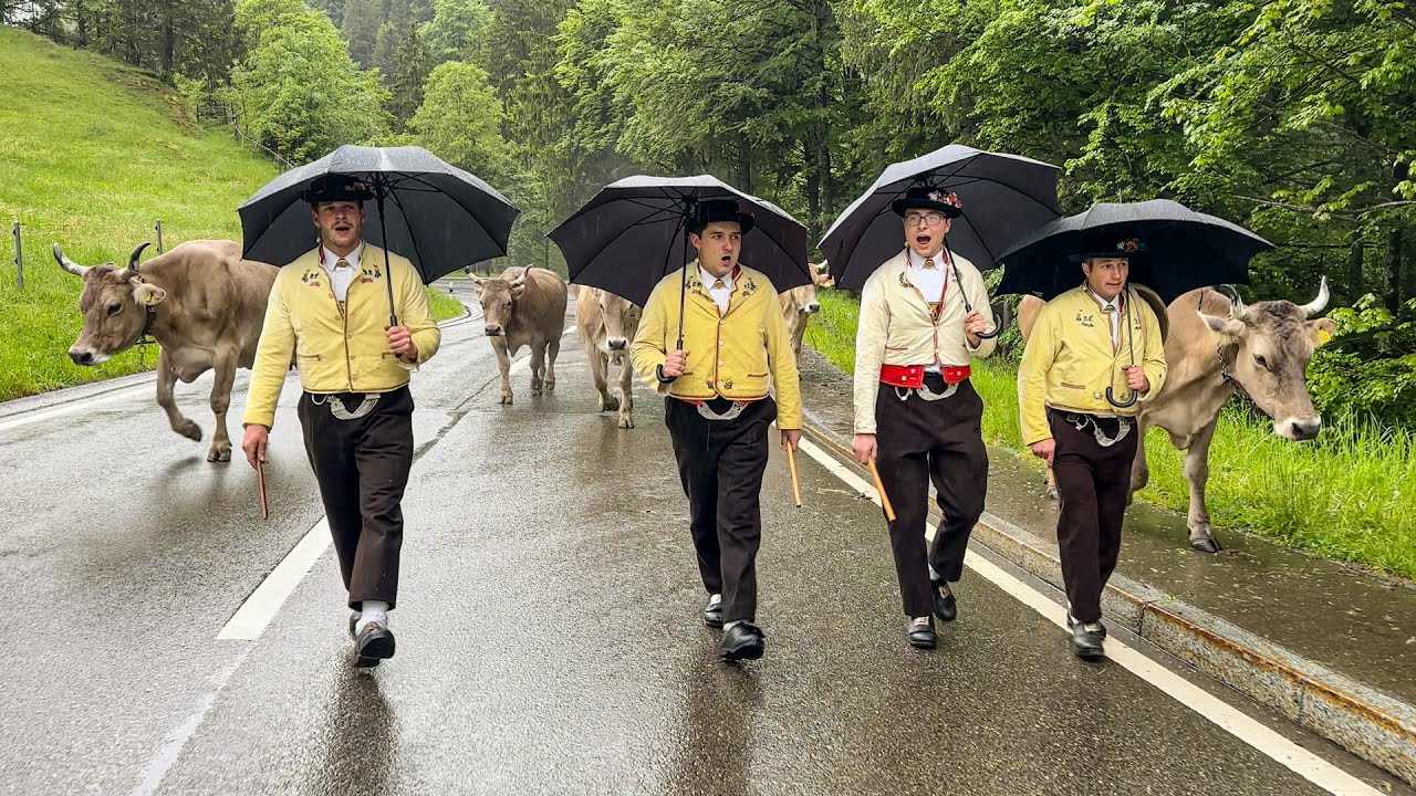 yodeling, in the rain, go up with the goats and cows to the Swiss Alps ...
