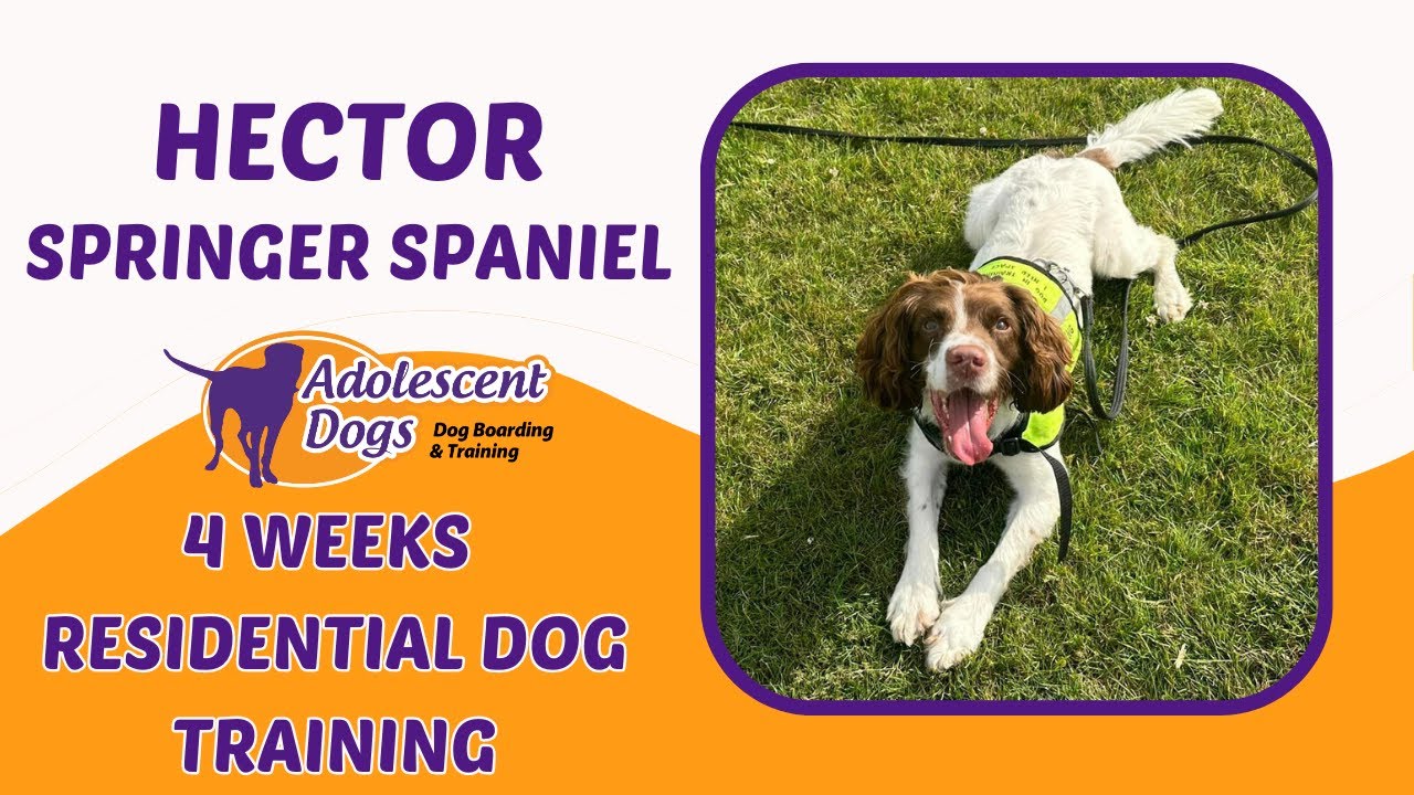 Hector the Springer Spaniel - 4 Weeks Residential Dog Training - YouTube