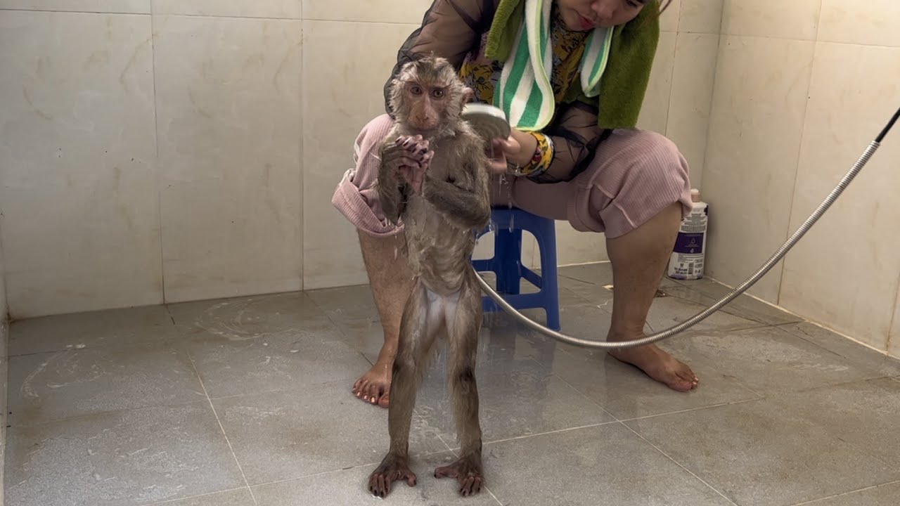 Monkey Jessy very obedience and docile follow mom to take shower. - YouTube
