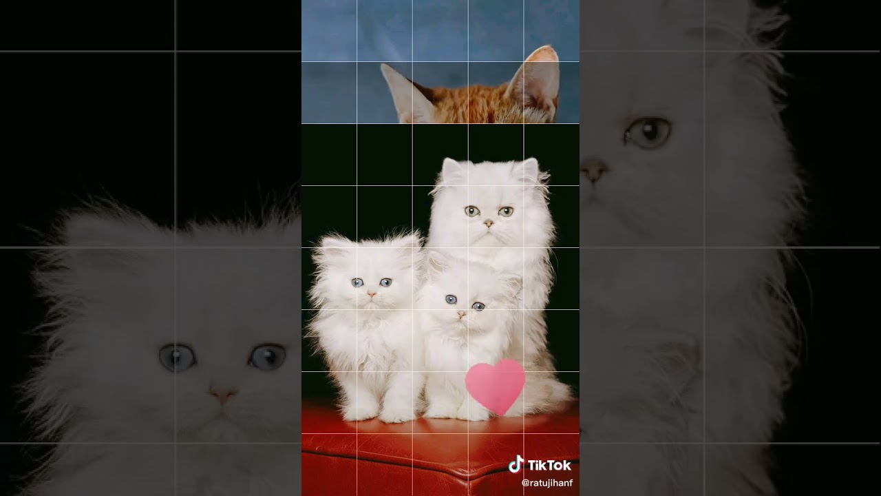 Kucing buat tik tok - YouTube