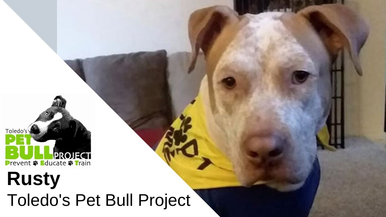 Toledo Pet Bull Project