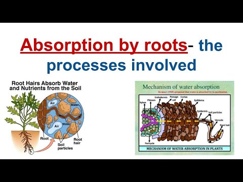 ICSE Class X (Absorption by Roots Part 1) - YouTube