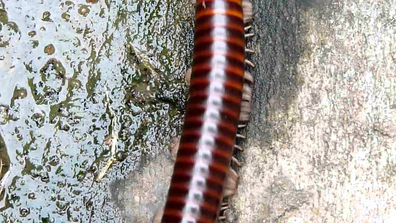 Ghana Red-banded Millipede. Bobiri Forest, Ghana. - YouTube